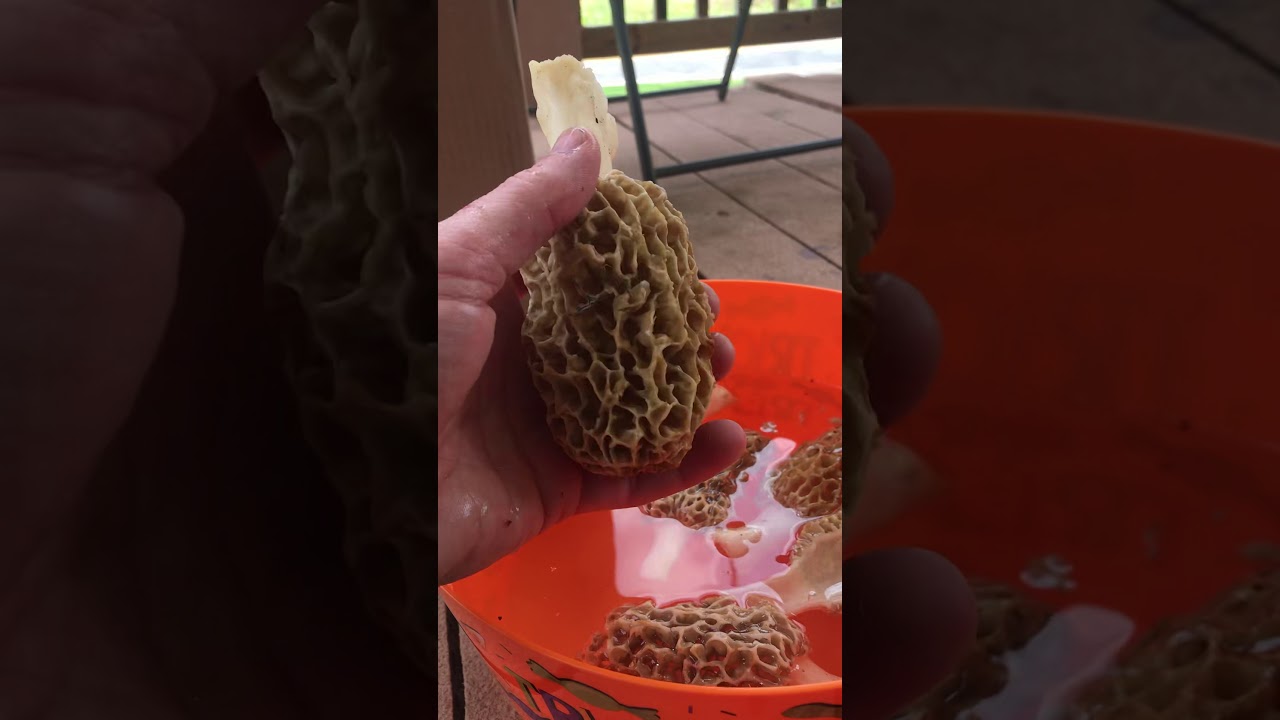 How to prepare molly moochers - YouTube