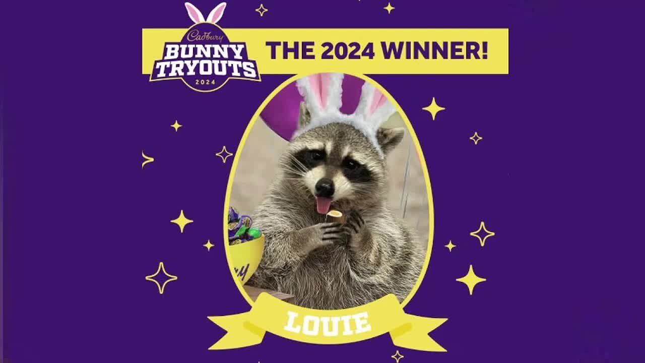 Meet Louie the raccoon, winner of the 2024 Cadbury Bunny Tryouts - YouTube
