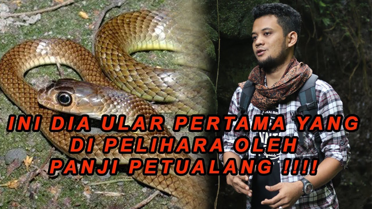 INI DIA JENIS ULAR PERTAMA YANG DI PELIHARA PANJI PETUALANG - YouTube