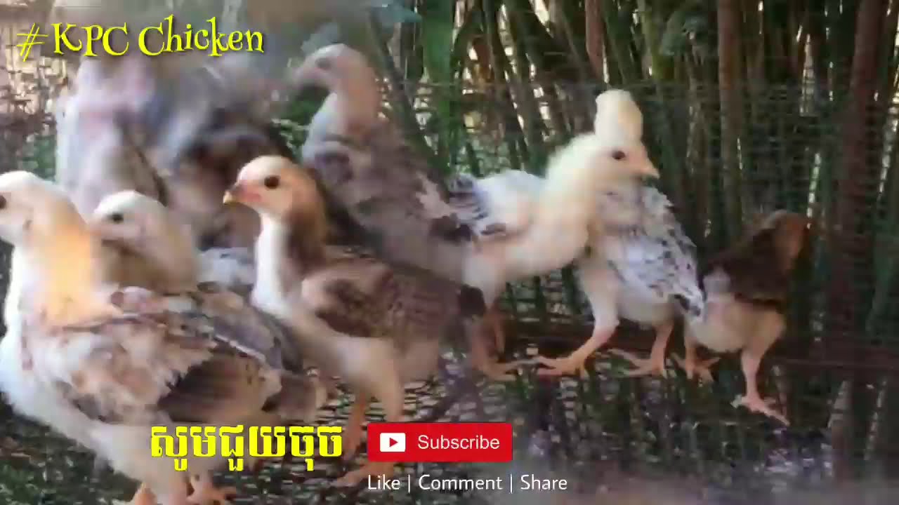 ការចិញ្ចឹមកូនមាន់ដែលប្រើវ៉ាក់សាំង និងកូនមាន់ដែលមិនប្រើវ៉ាក់សាំង , KPC ...
