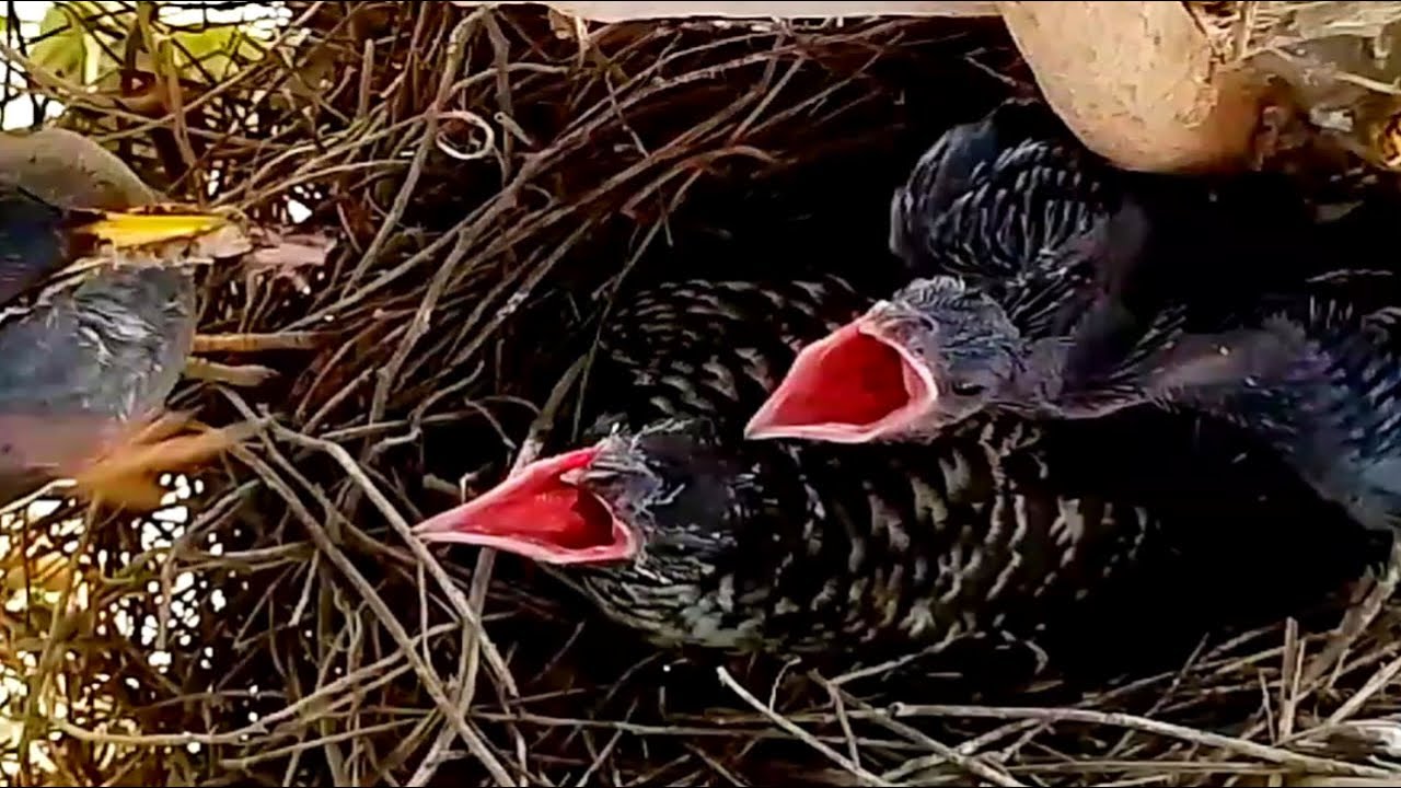Myna Birds found food for their babies to eat - YouTube