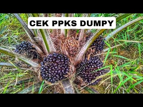 Cek Perkembangan PPKS DUMPY - YouTube