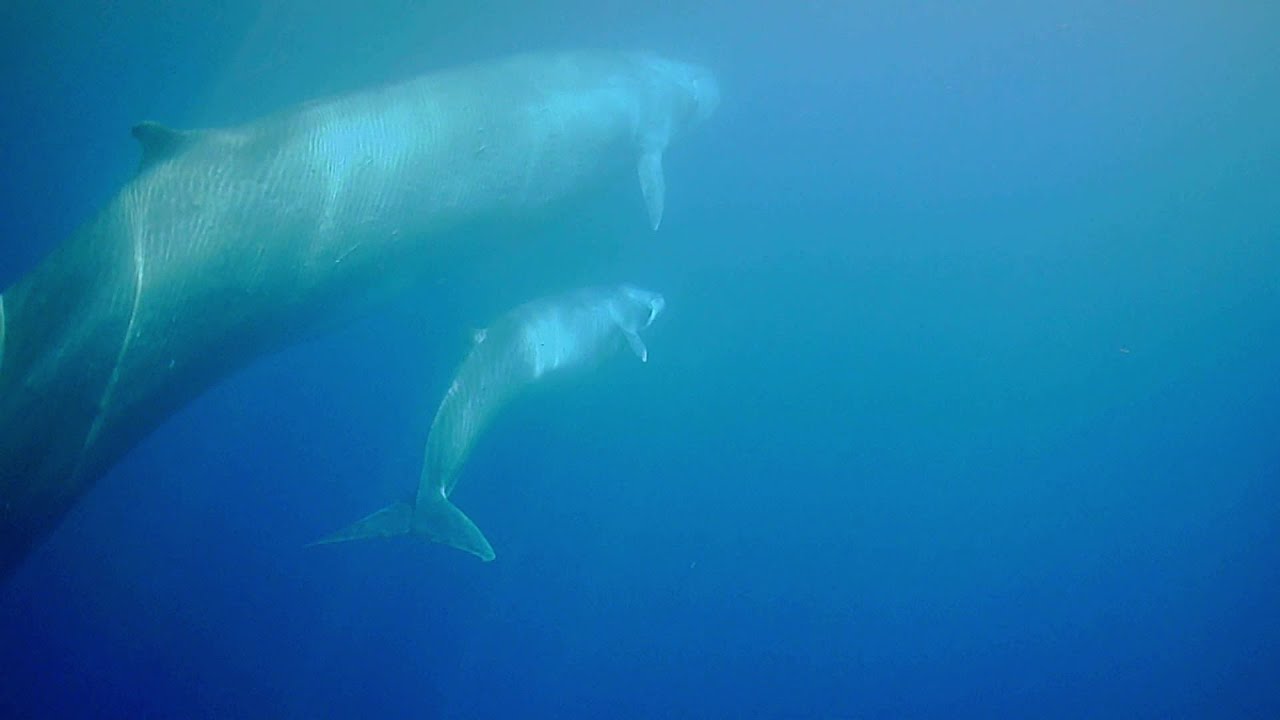 Corse : un rorqual commun et son petit filmés au large de Saleccia ...