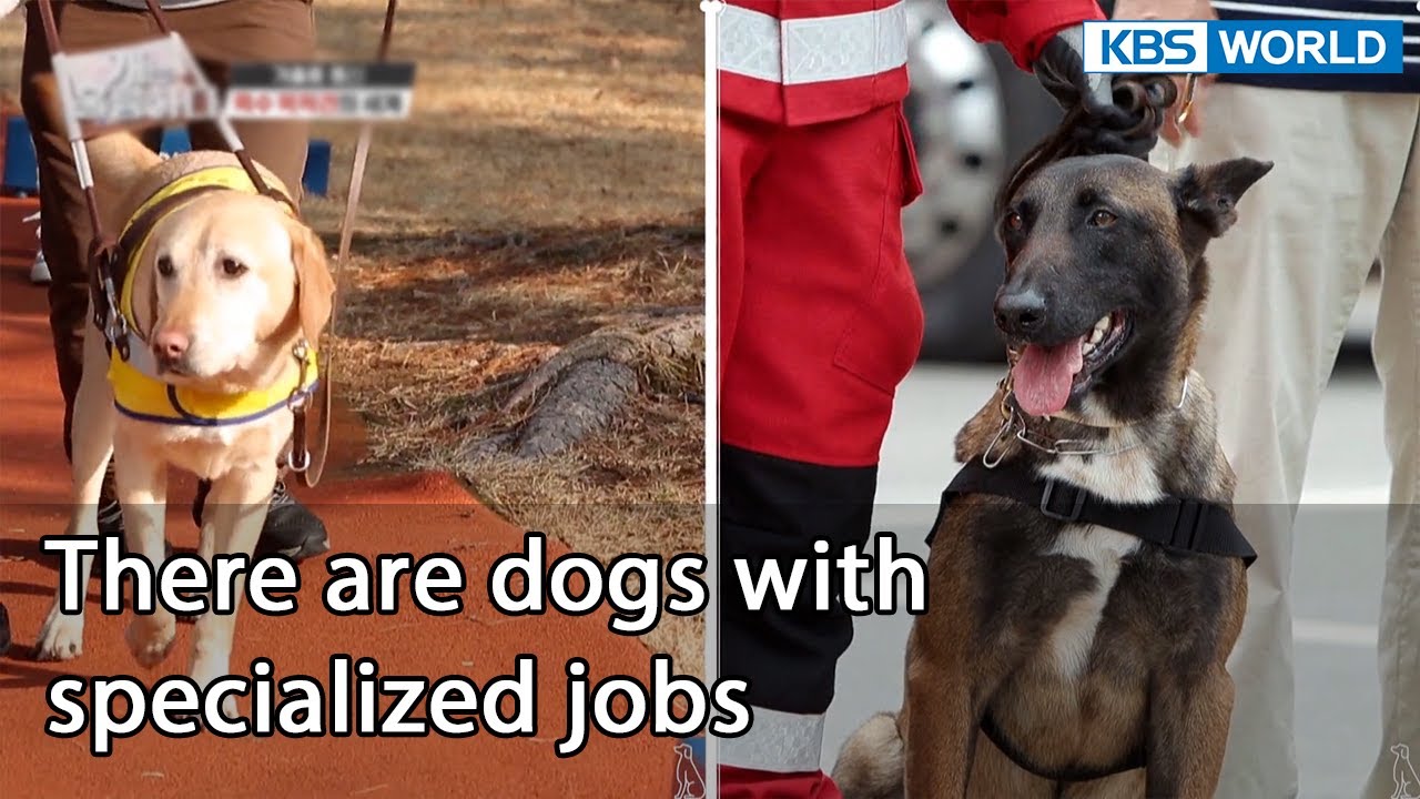There are dogs with specialized jobs (Dogs are incredible EP.103-1 ...