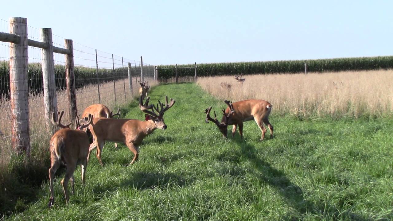 Ranch Bucks July 26, 2016 Part 9 - YouTube