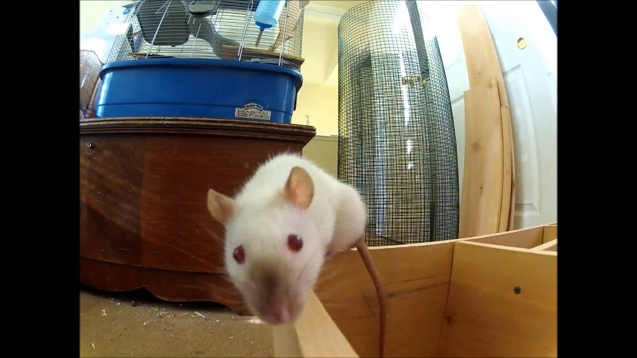 Rats in a maze - YouTube