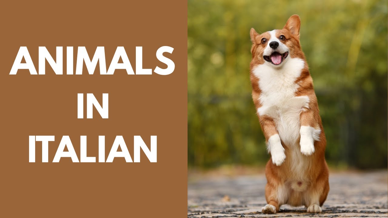 10 Animals in Italian - Level A1 and A2 - Gli animali in italiano ...