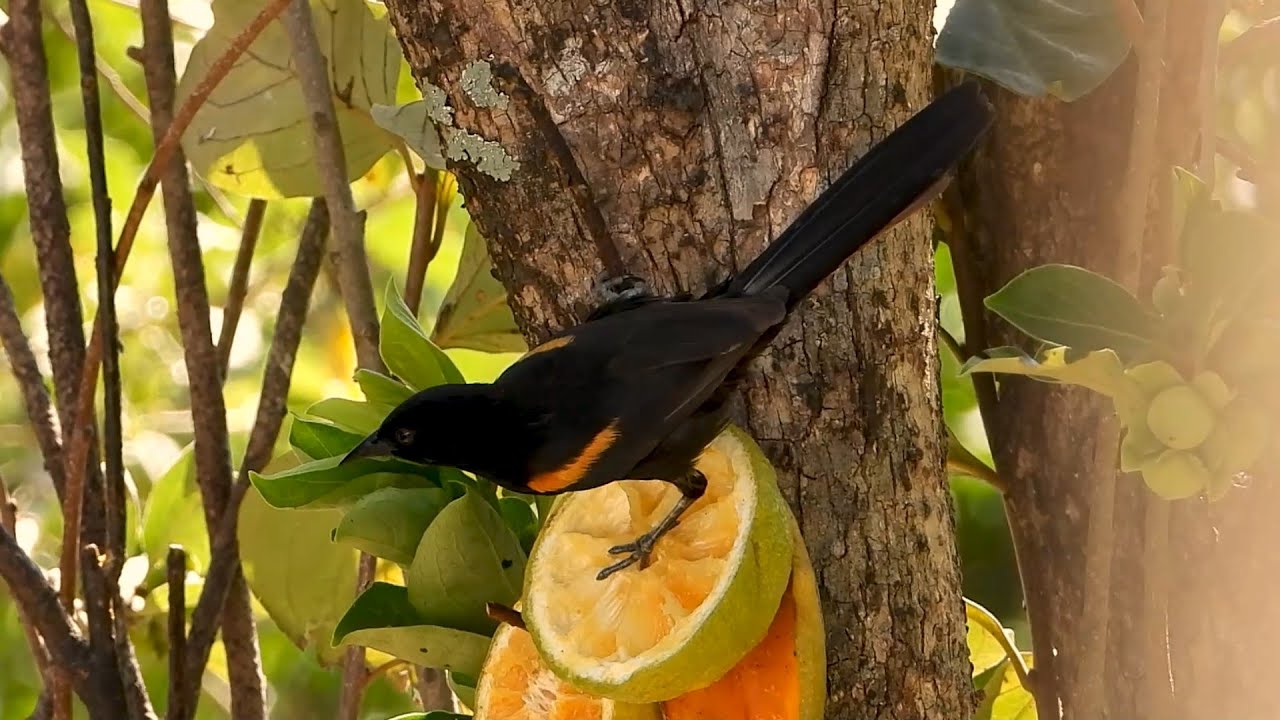 VARIABLE ORIOLE (ICTERUS PYRRHOPTERUS) ENCONTRO, BIRDS IN THE BACKYARD SEARCHING FOR FOOD Melro ...