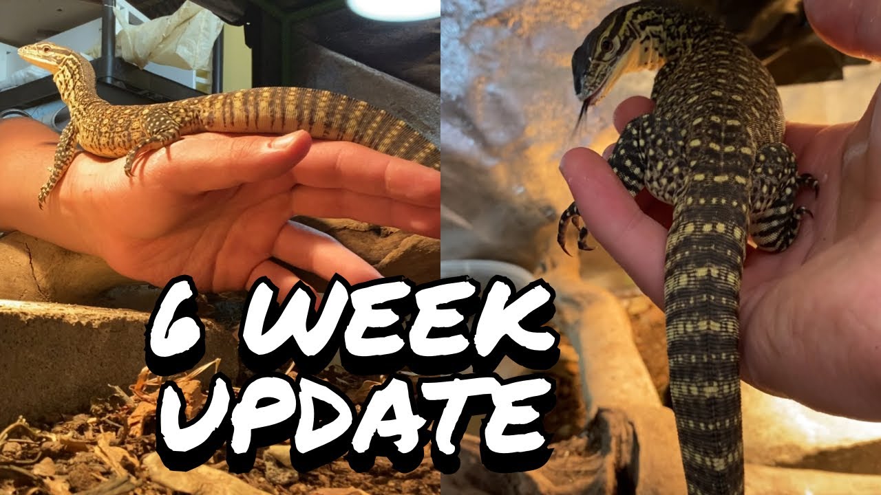 CRAZY 6 Week TAMING Progress On Argus Monitor....(How To Tame Your ...