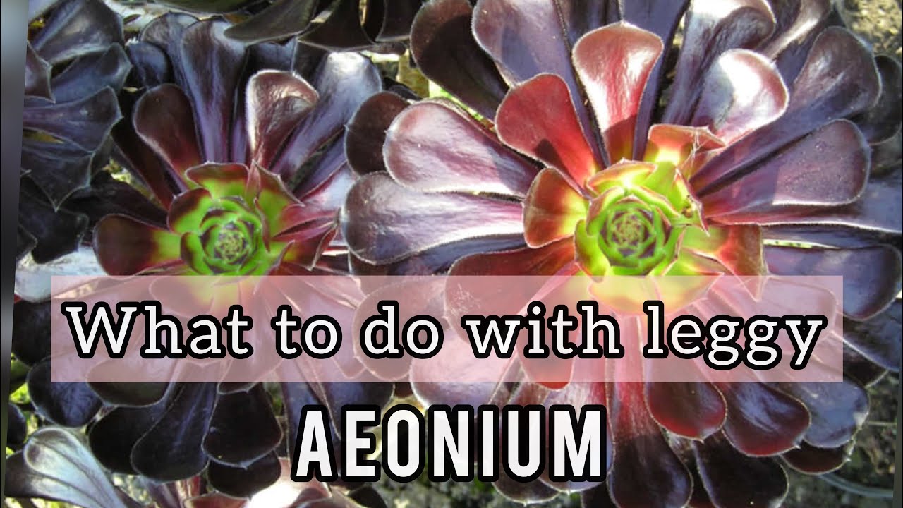 How to plant Leggy Aeonium succulent when its DORMANT #aeoniumsucullen ...