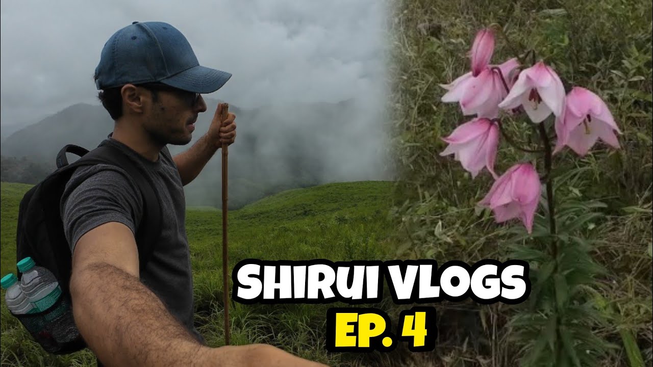 Searching for the Rare Shirui Lily | Trekking Shirui Hills, Ukhrul 🌸⛰️ ...