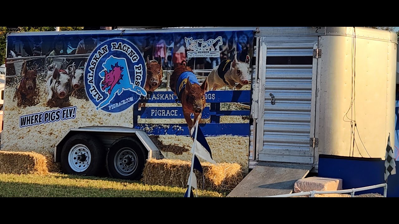 All Alaskan racing pigs pre show at Kern County Fair - YouTube