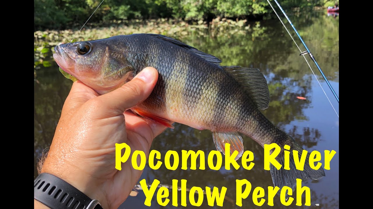Pocomoke River Yellow Perch - YouTube