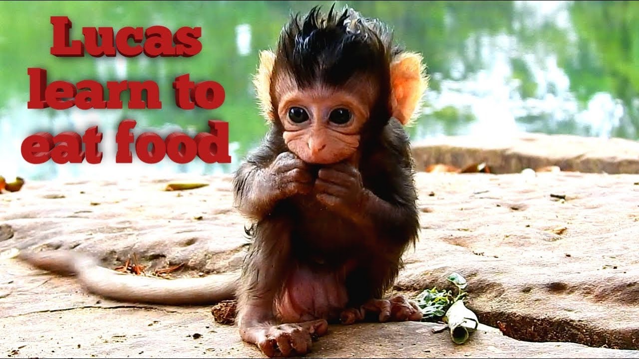 Wow! Leyla eat food very delicious make baby Lucas want to learn how to ...