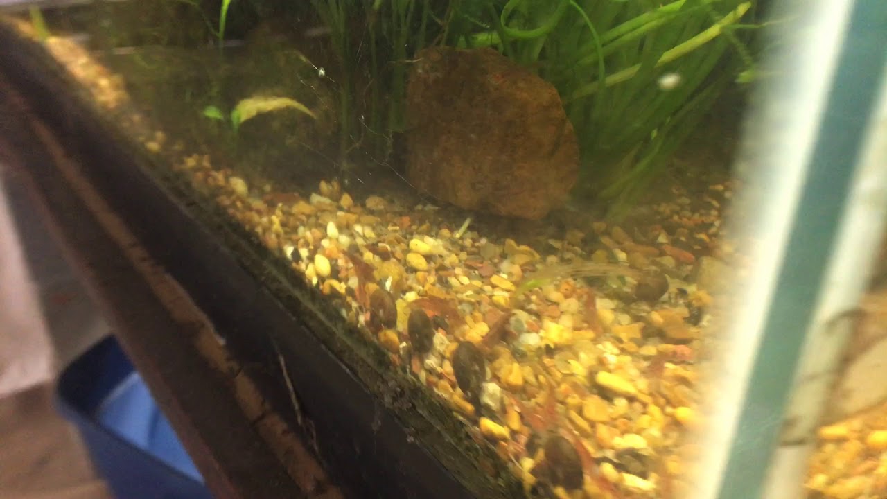 Red Cherry Shrimp Explosion in Newt Tank - YouTube