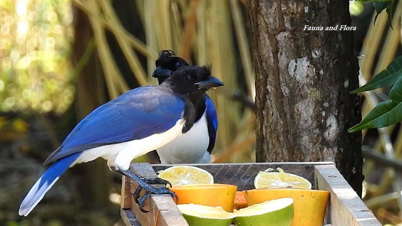 CURL-CRESTED JAY (CYANOCORAX CRISTATELLUS), GRALHA-DO-CAMPO, Exotic birds free in the wild ...
