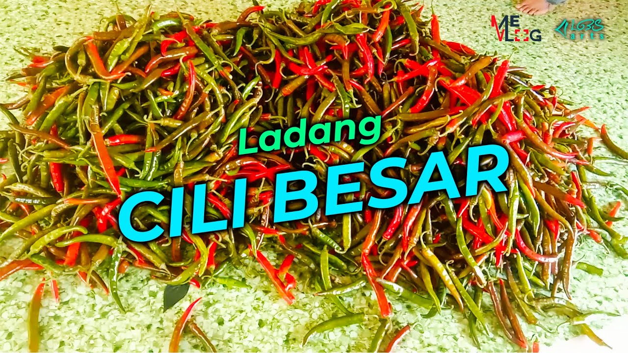 Ladang Cili Besar | Me Vlog - YouTube