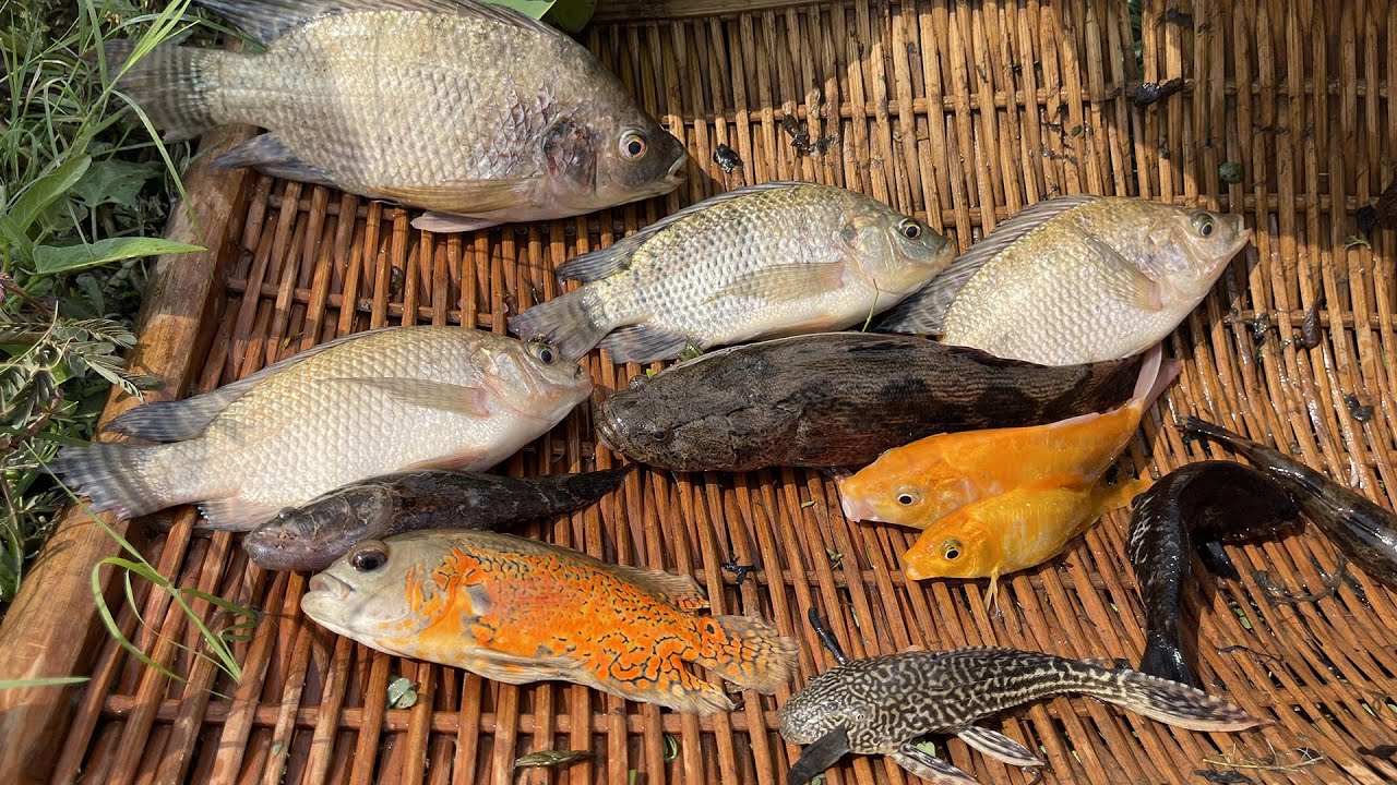 Unbelievable Founding Marble goby fish, Tilapia, Osca, Suckermouth, Koi ...