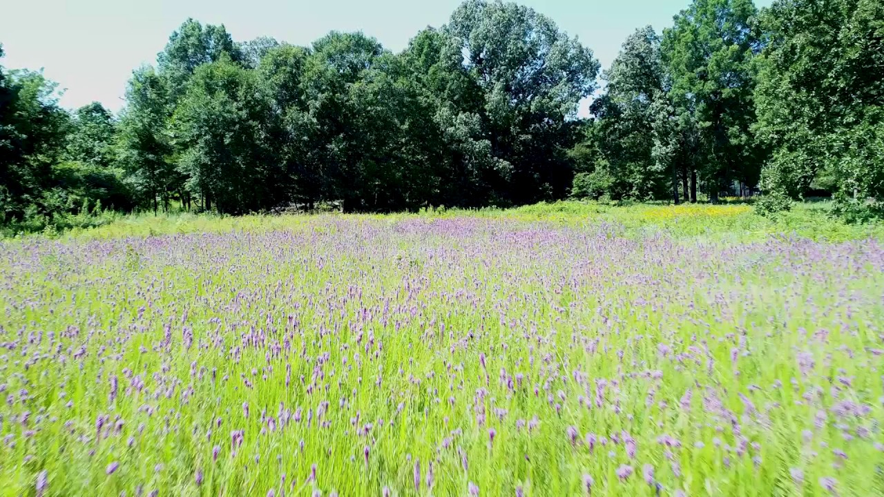 Jewel Moore Nature Reserve - YouTube