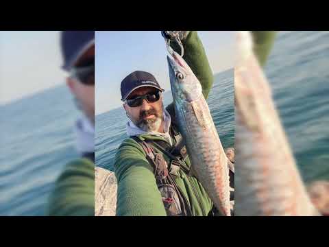 CEYLAN PALAMUDU AVI (İSKENDERUN)