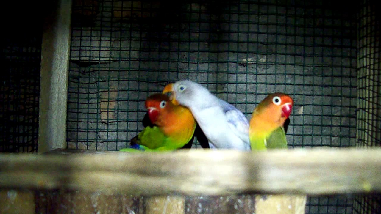 Burung lovebird langka pied violet mata biru (blue eyes) - YouTube