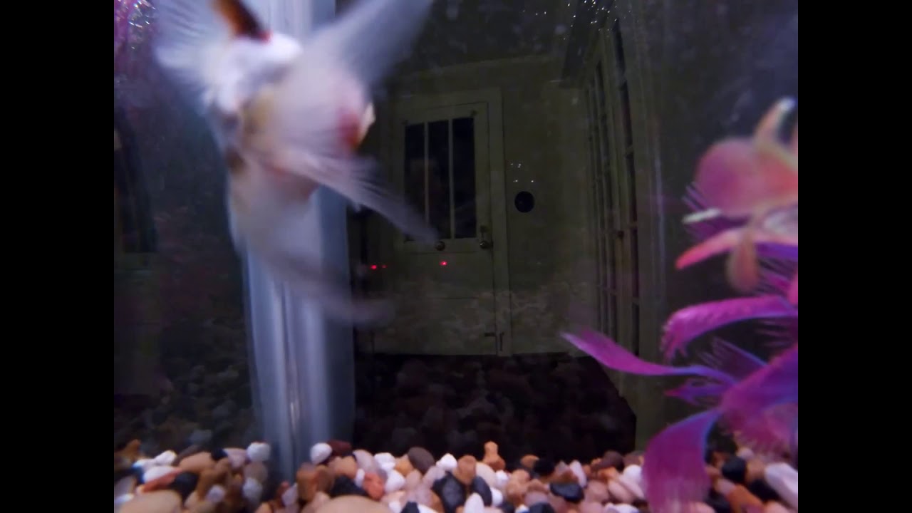 My Aquarium Friends - YouTube