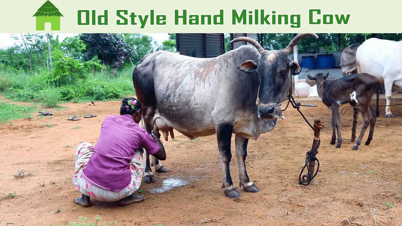 Village Life || Traditional Girl Cow Milking || Desi Cow Milking ...