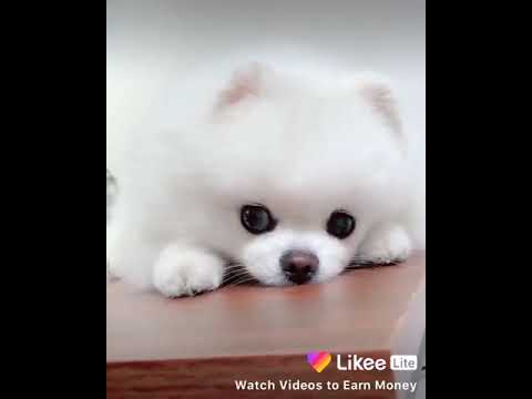 New d0g video 2019 - YouTube