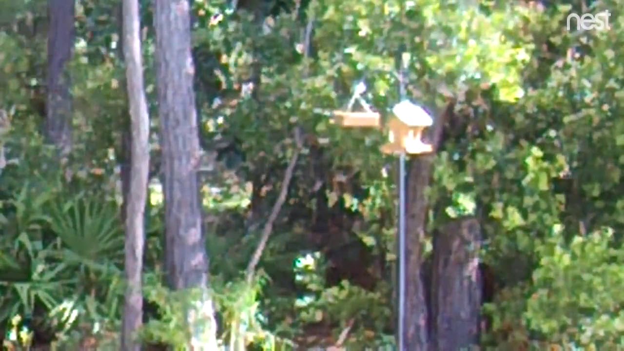 Fast motion (skip parts in beginning) A bunch a birds flying ourside ...