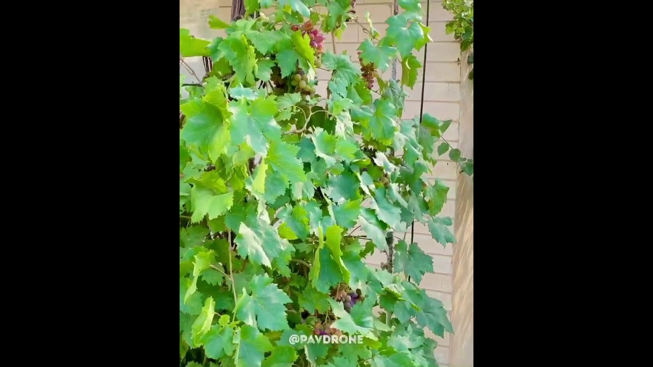 Kurdish Nature - Trees | سروشتی کوردەواری - YouTube