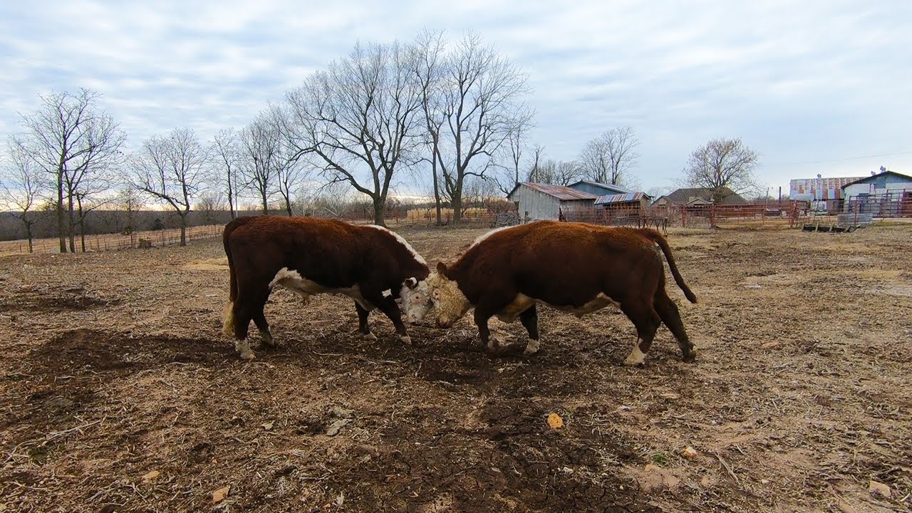 THE BULLS ARE BACK! - YouTube