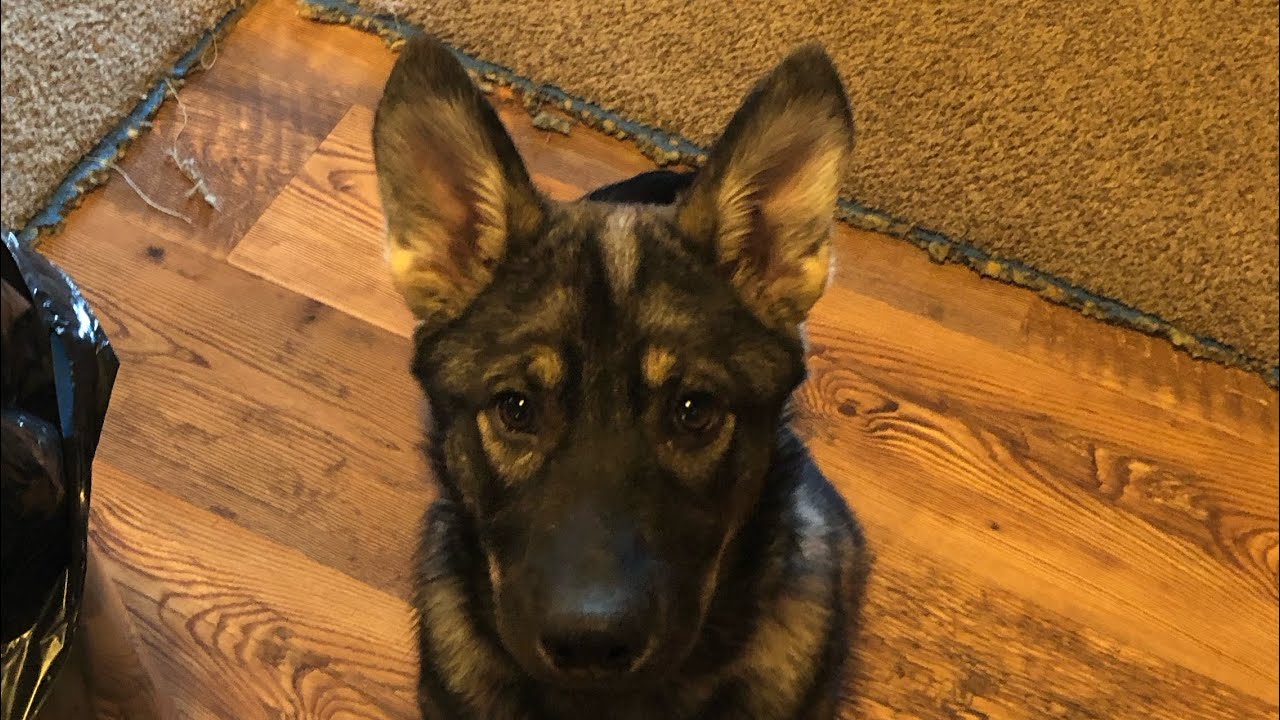 Nala growing up part 2 she is 5 months old already 😢💗💗💗💗💗💗 - YouTube