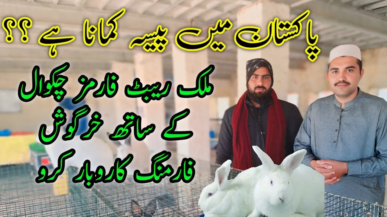 Rabbit Farming Business in Pakistan || With || Malik Rabbit Farms Pvt ...