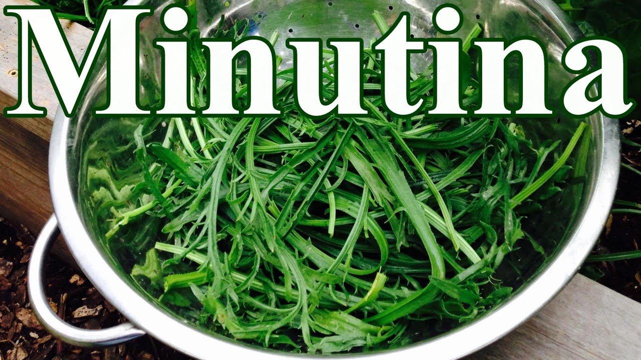 Not in Your Grocery Store #3: Minutina (aka Erba Stella, Buck's-horn ...