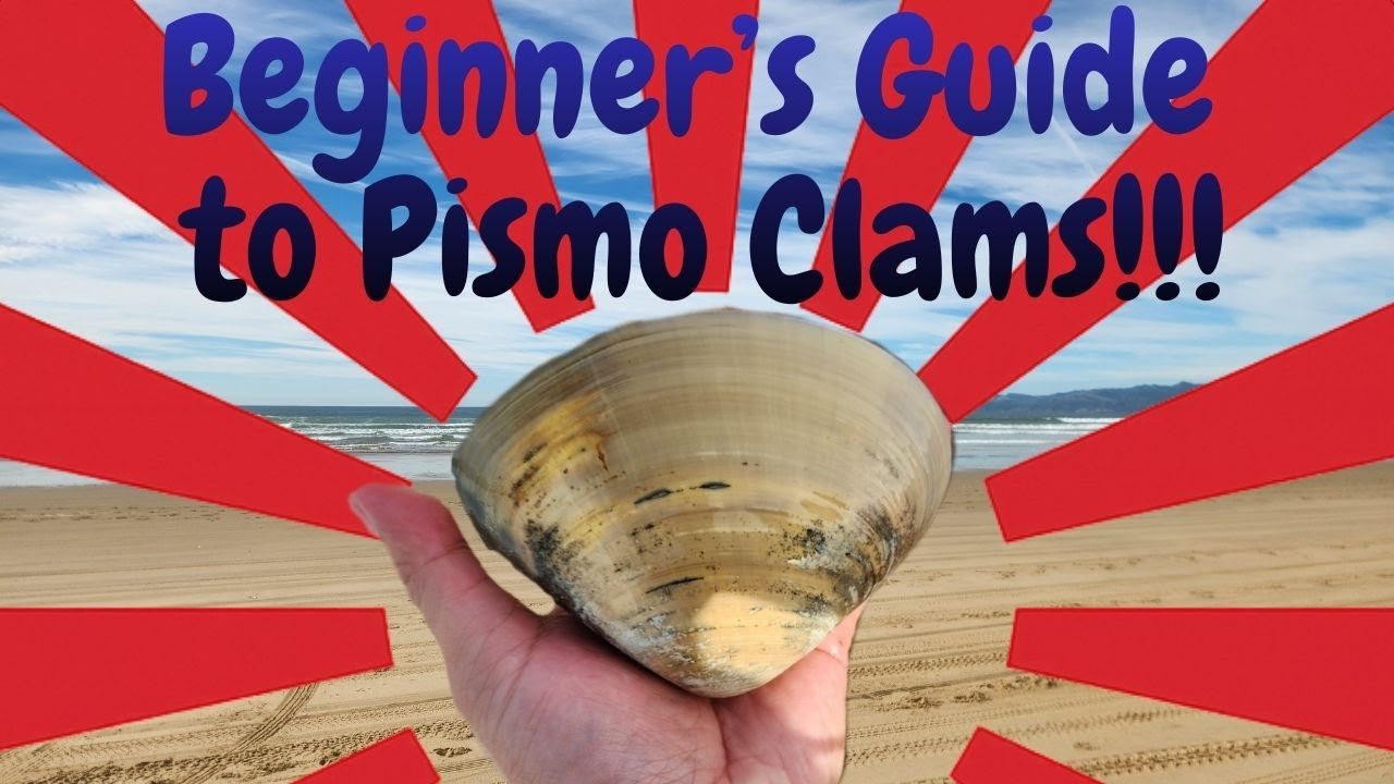 Beginner's Guide to Pismo Clams and Learn how to find them! - YouTube