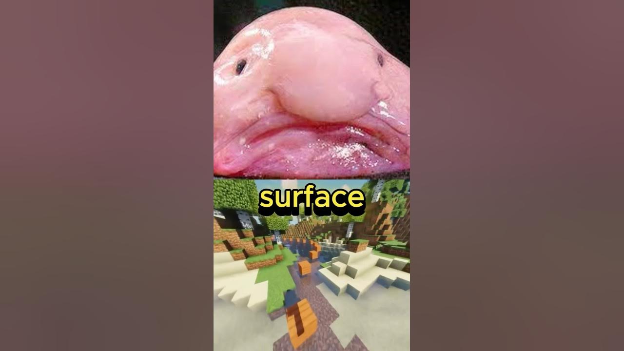 3 Interesting Facts About Blobfish You Wish You Knew facts YouTube 3-interesting-facts-about-blobfish-you-wish-you-knew-facts-youtube