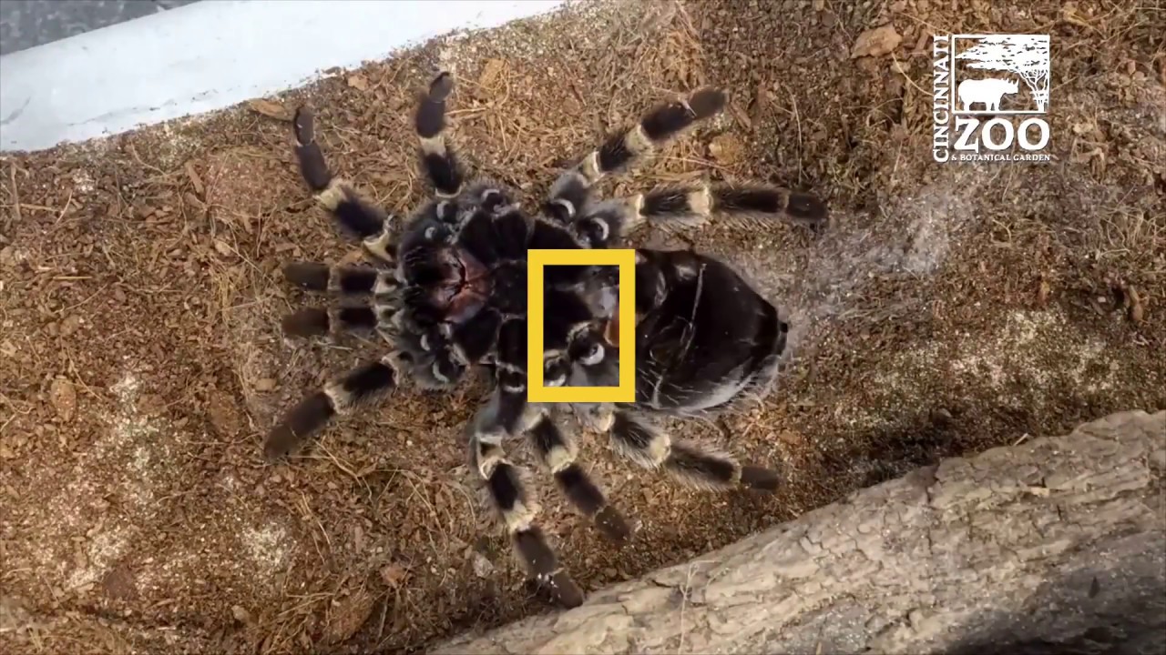 Mira como esta tarántula cambia su piel | Nat Geo - YouTube