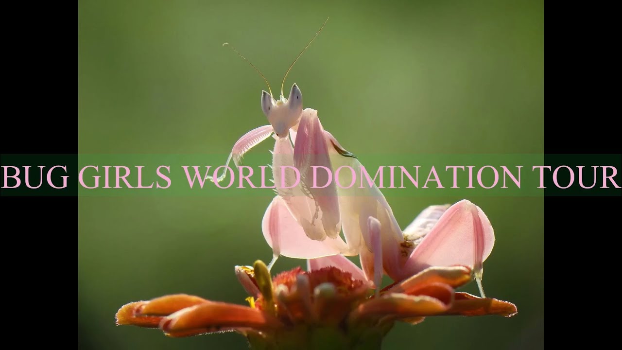 AC6 PVP - BUG GIRLS WORLD DOMINATION TOUR - YouTube