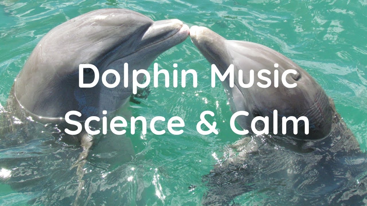 The Science of Dolphin Music 🐬 | Relaxing Ocean Sounds & Mental Healing ...