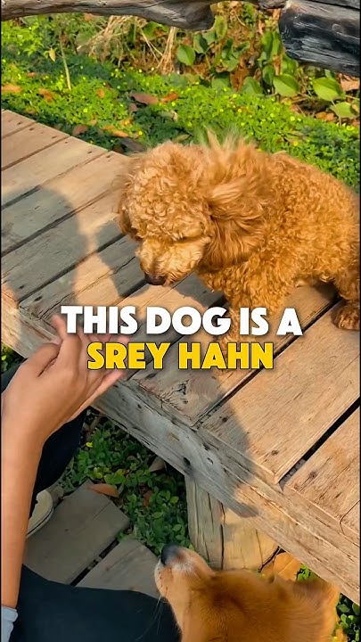 My dog is Srey Han, guess right or wrong?|| - YouTube