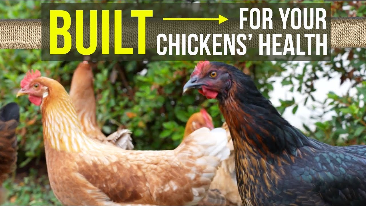 Rope Wrapped Roost Bars: HEALTHY for Chickens! - YouTube