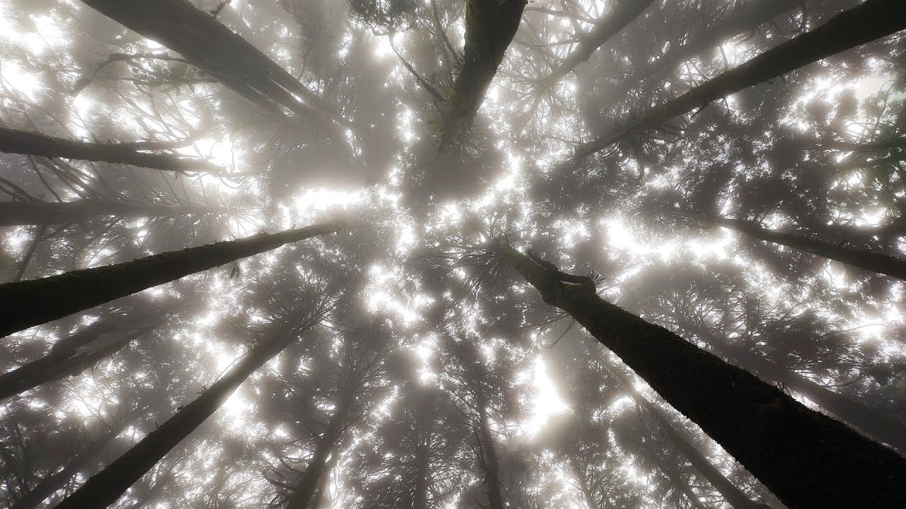 Bagora Pine Forest, Kurseong - YouTube