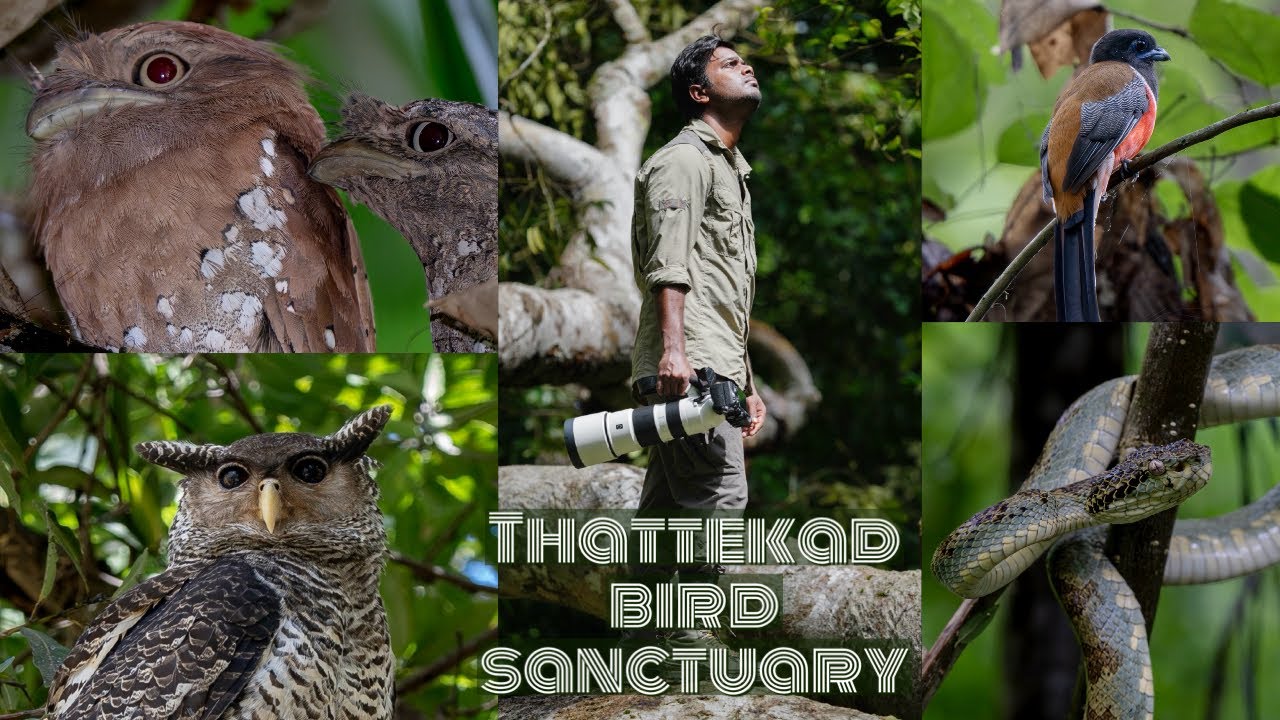 Thattekad bird sanctuary in rainy season | Paradise of endemic birds ...