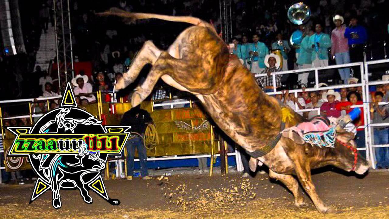 El Toro Mambo y El Sinaloense - Banda Carnaval (Sones En Vivo)™ - YouTube