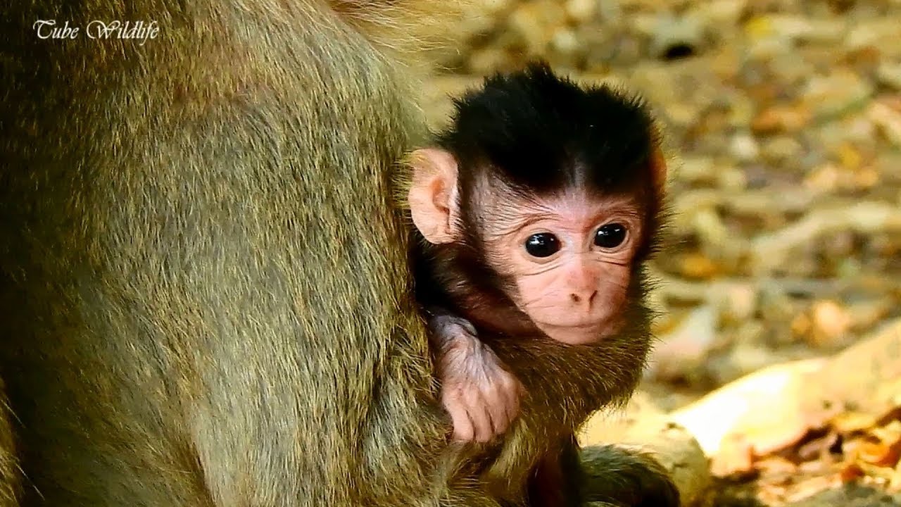 Very Happy Seeing Newborn Monkey Allie. She Is So Healthy, Alerted ...