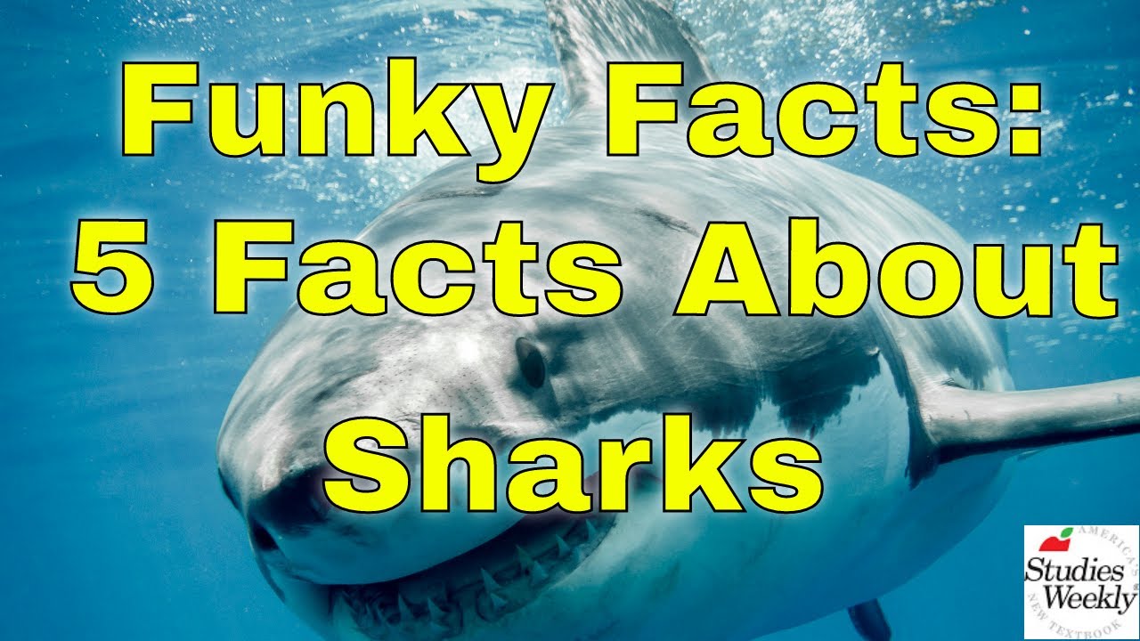 Studies Weekly Funky Facts 5 Facts About Sharks YouTube studies-weekly-funky-facts-5-facts-about-sharks-youtube