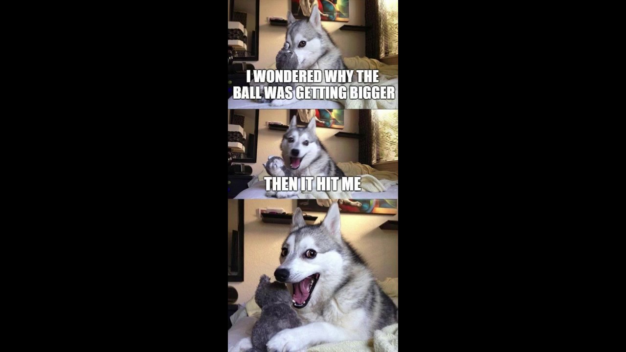 Dank dog puns and memes collection!!!!! - YouTube