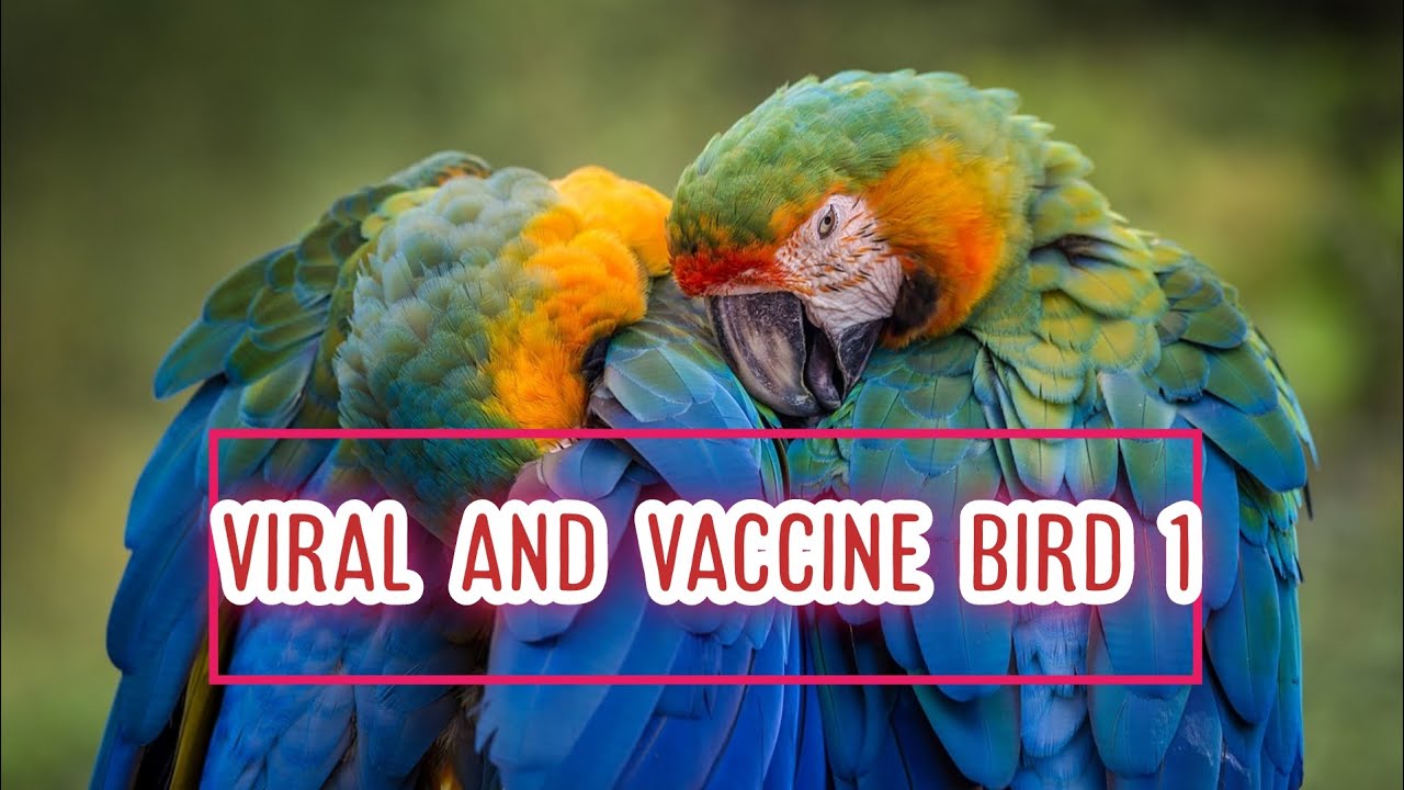 Common viral disease and vaccine 1 | pet bird - YouTube
