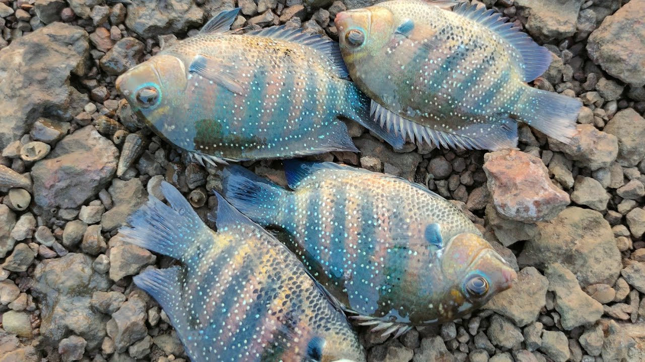 Catching of fishes (Green chromide)/(kalundar) | catching a fish with ...