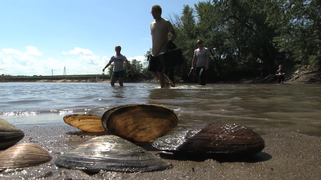 Searching Iowa Waterways for Invasive Mussels - YouTube